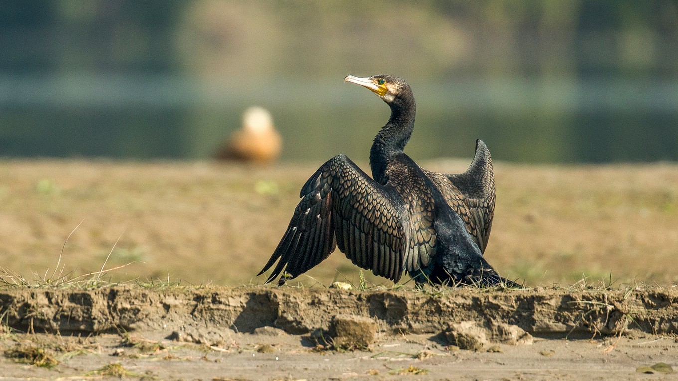 best-of-terai-with-dudhwa-and-corbett-tour – Dudhwa National Park ...